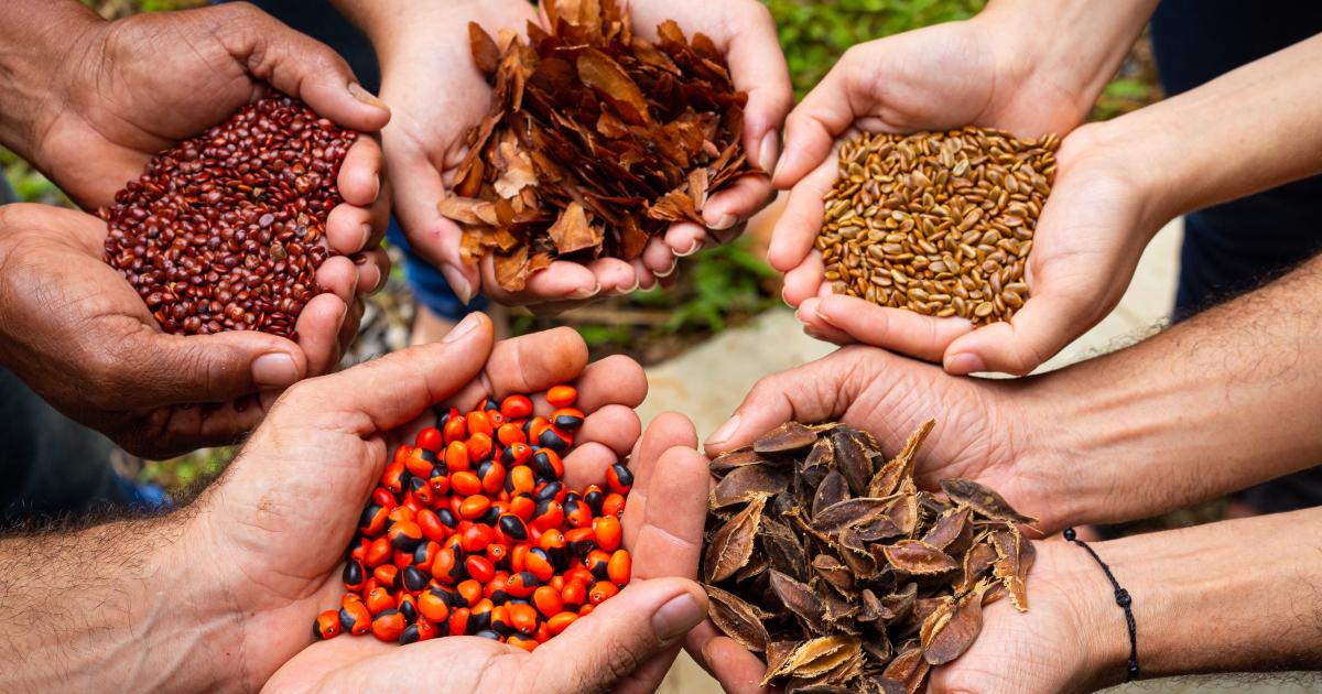 Tributação sobre sementes nativas pode inviabilizar metas de ...