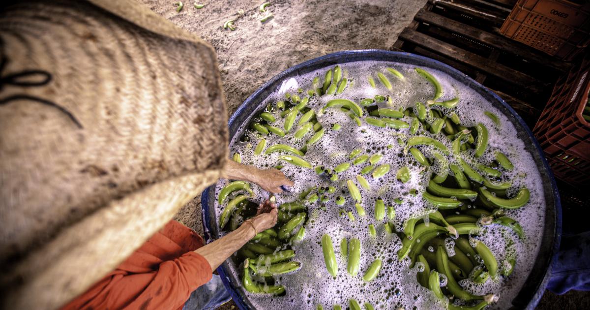 Terra Nutre Project strengthens healthy school meals in Mato Grosso ...